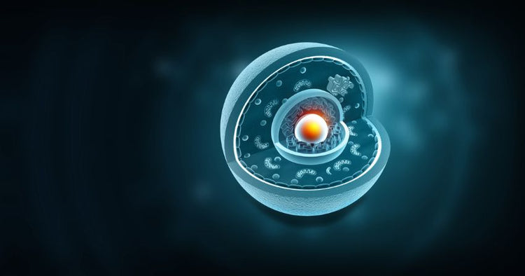 Discovery of How Cells Repair Lysosomes to Promote Longevity ...